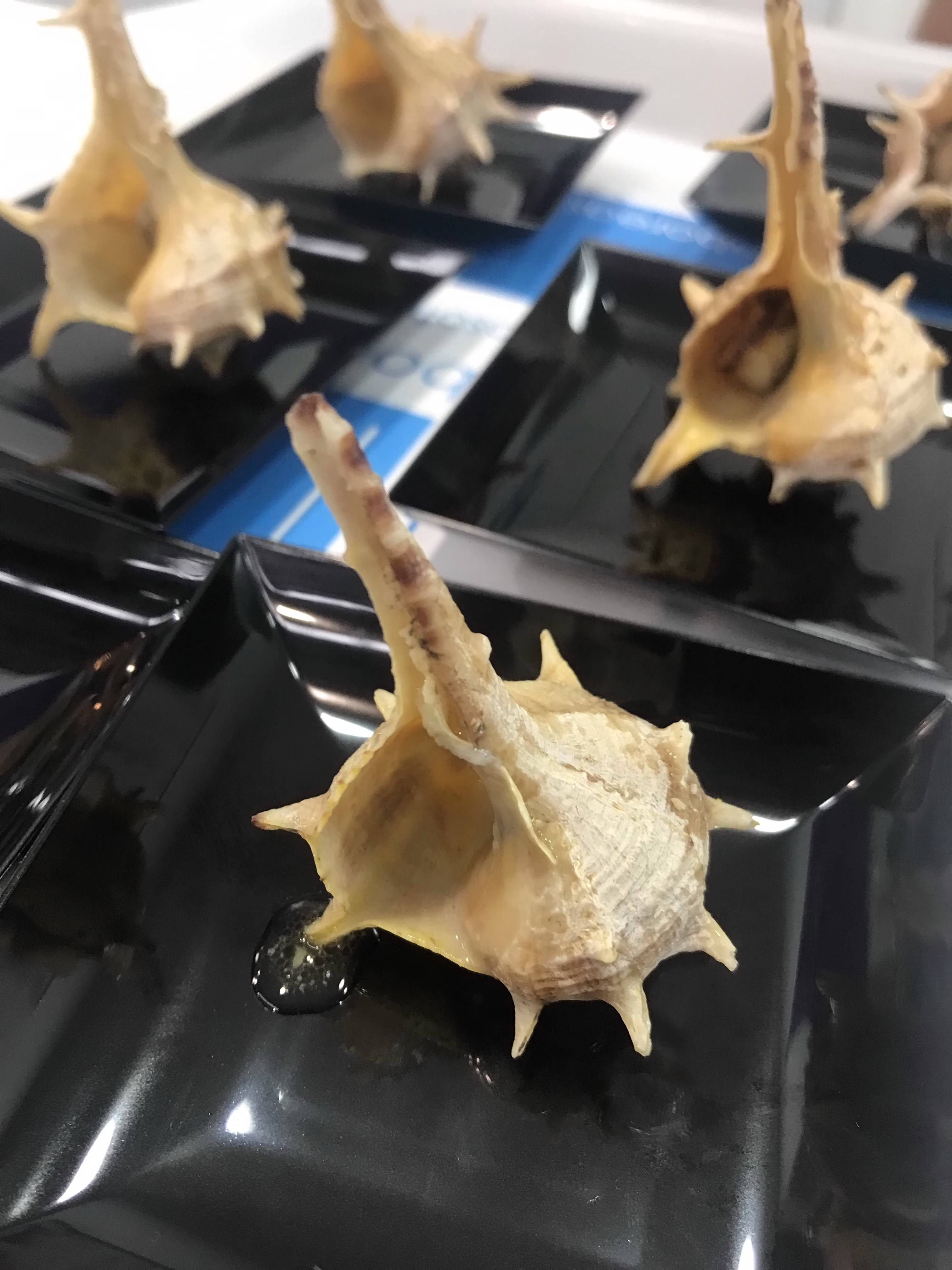 Cañailla Shija Boreas Conxemar 2019(9) - Shija Sabores de Los Balcanes